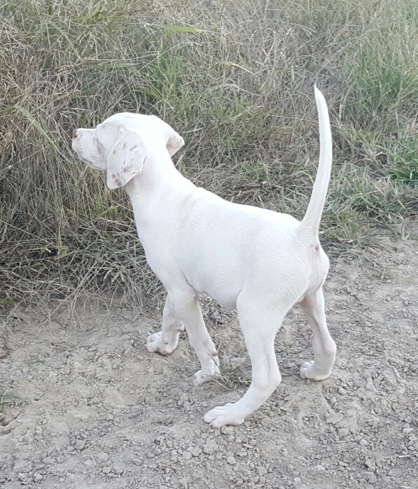 Wiggins River english pointers - pups for sale